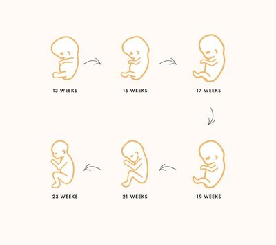 The second trimester consists of months 4, 5, and 6 (weeks 13-27).