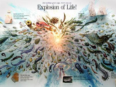 Visual representation of the Cambrian Explosion