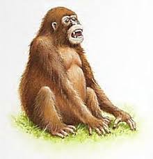 9-8 Million years ago descendants named dryopithecines first appeared ...