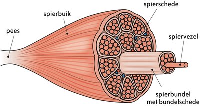 Pees: verbinding met de beenweefsel (bot)