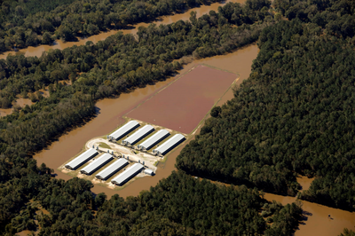 A flooded hog lagoon in the Neuse River Basin (Waterkeeper Alliance)