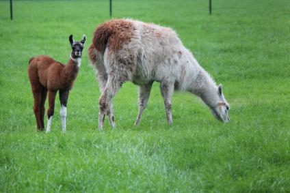 https://upload.wikimedia.org/wikipedia/commons/7/7f/Baby_Lama_with ...