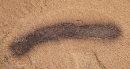 First fossil of a complex organism (a worm): 500,000,000 years ago