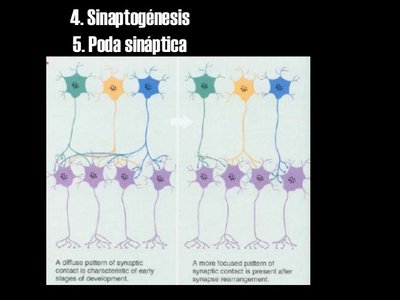 Etapa de la Organización Cortical y Formación de Sinapsis.