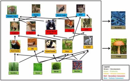 Food-chain about giant pandas