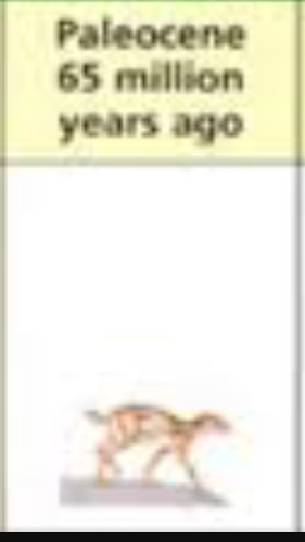 This is the beginning of the camels evolution that happened during the ...