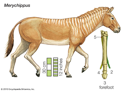 The merychippus would have been as tall as a yardstick and still had ...