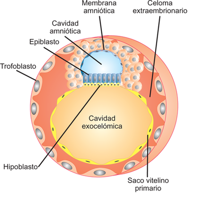 Imagen 10: Diferenciación de masa celular.
