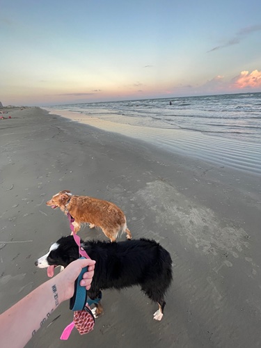 I have two Aussies! The black one is named Bear and he is 1 year old ...