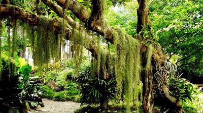 An example of the Plantae Kingdom