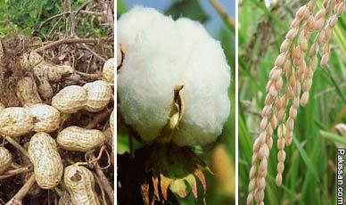 Cash Crops in the South