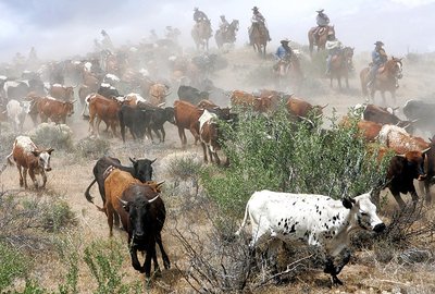 Cowboys doing a cattle drive