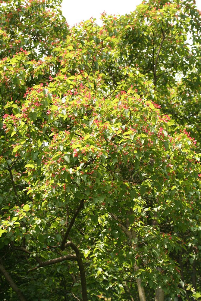 Eleink honfoglaló útvonalán elterjedt, általuk is ismert fafaj alföldi ...