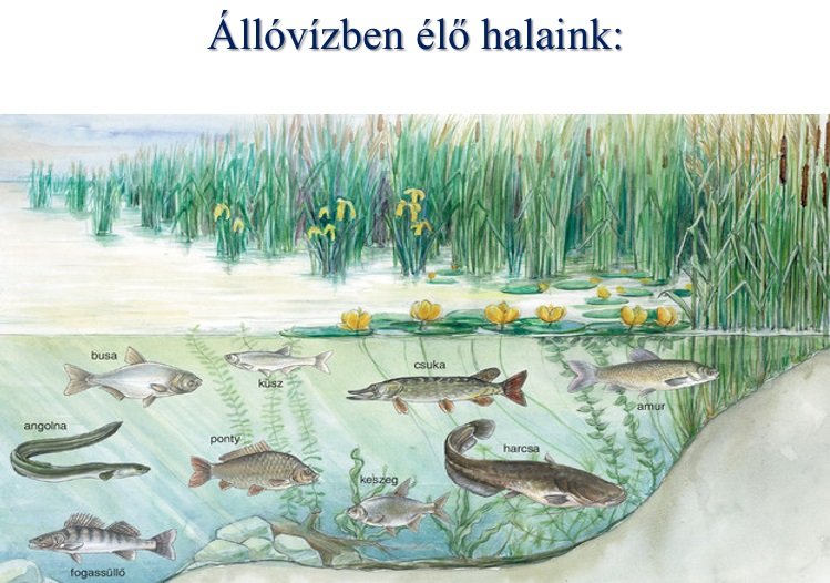 Állóvizek halfajtái