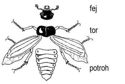 Mi jellemző a rovarokra?