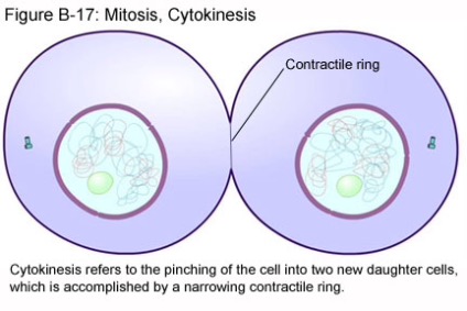 CYTOKINESIS