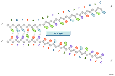 The first enzyme is helicase. It is used to unzip, or unwind, the ...