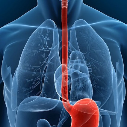 The chewed down food will then be swallowed and the long tube known as ...