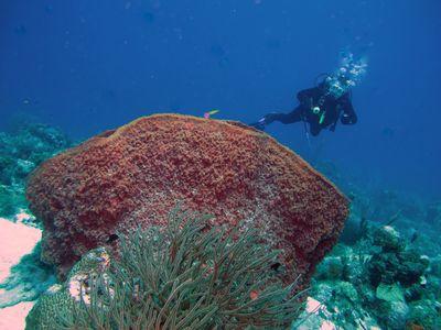 This kind of sponge is only for certain fish
