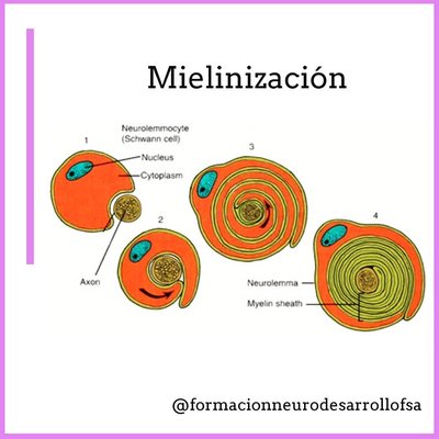 Mielinización