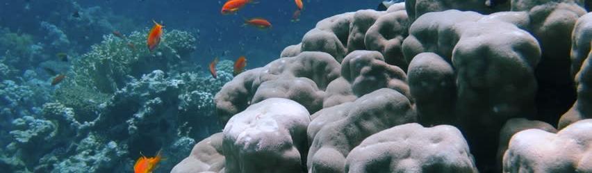 Offshore seabed sponges