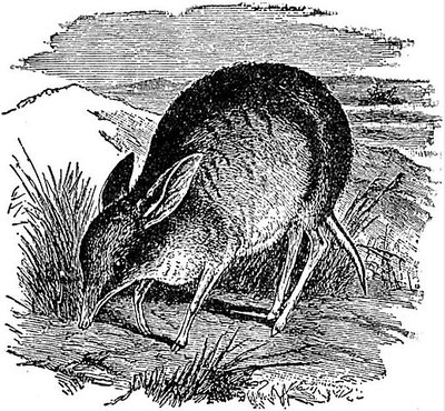 The Pig-Footed Bandicoot