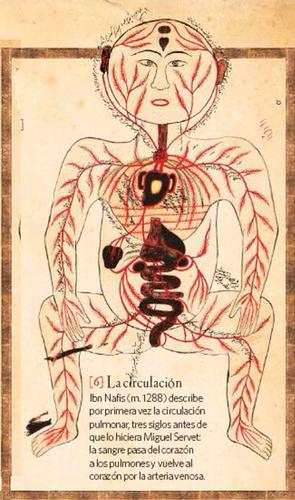 The discovery of blood circulation by Ibn al-Nafis