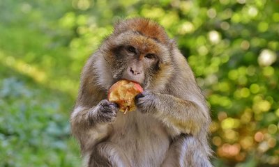 The Drunken Monkey hypothesis
