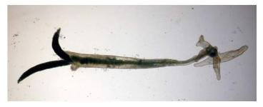 Parasite: Lernaea (Anchor Worms)