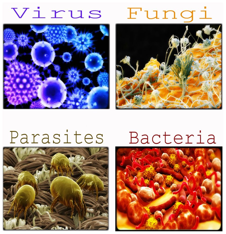 Common Microbes that cause diseases.