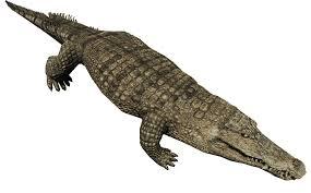 This is a crocodile. It is can be 10 to 20 feet. They can be 500 to ...