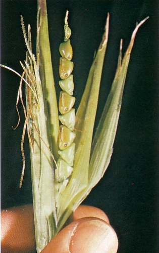 This is what corn originally looked like.