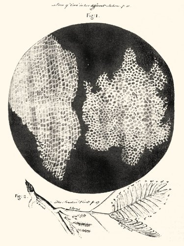 Figure 4: Cell observed my Robert Hooke