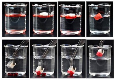 Oil (dyed red) in water being absorbed by wood sponge.