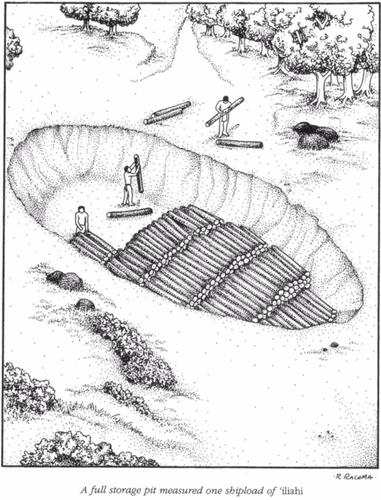 2. Wood being harvested during the Sandal Wood trade era. One pit ...