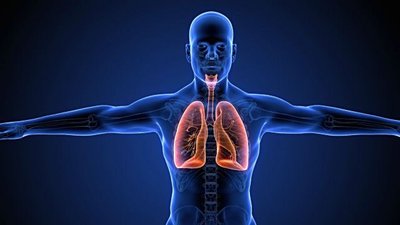 The respiratory system is a set of organs that exchange gases with the ...