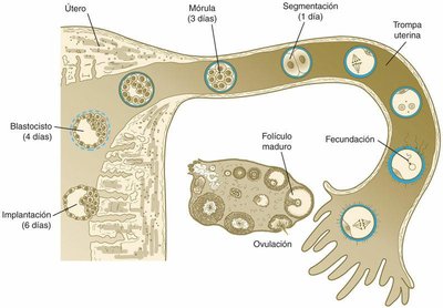 Desarrollo folicular en el ovario, ovulación, fecundación ytransporte ...