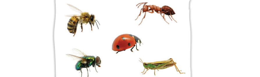 Boglárka Juliánna Orbán