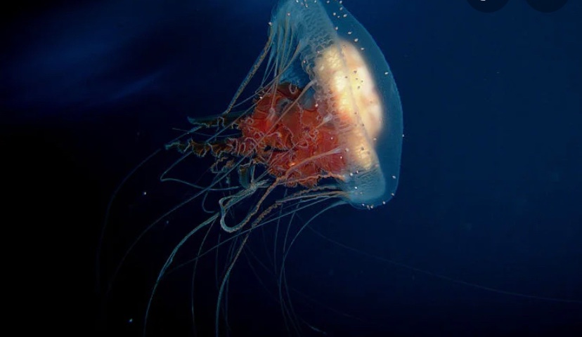 Common jellyfish specie