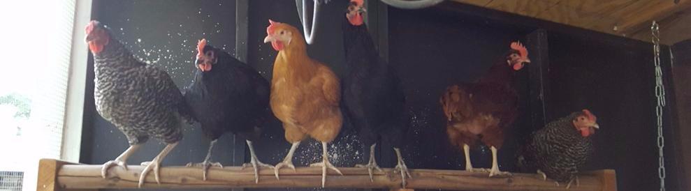 It all started with chickens... or was it an egg?