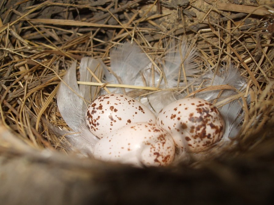 A füstifecske szaporodása