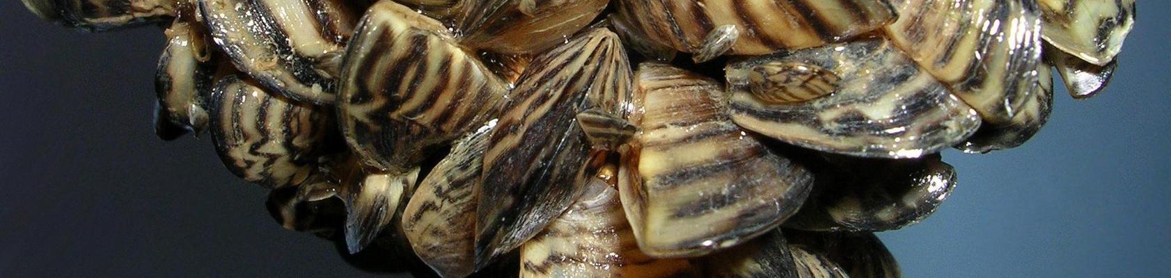 “Zebra Mussels.” US Fish and Wildlife Services, United States Fish and ...