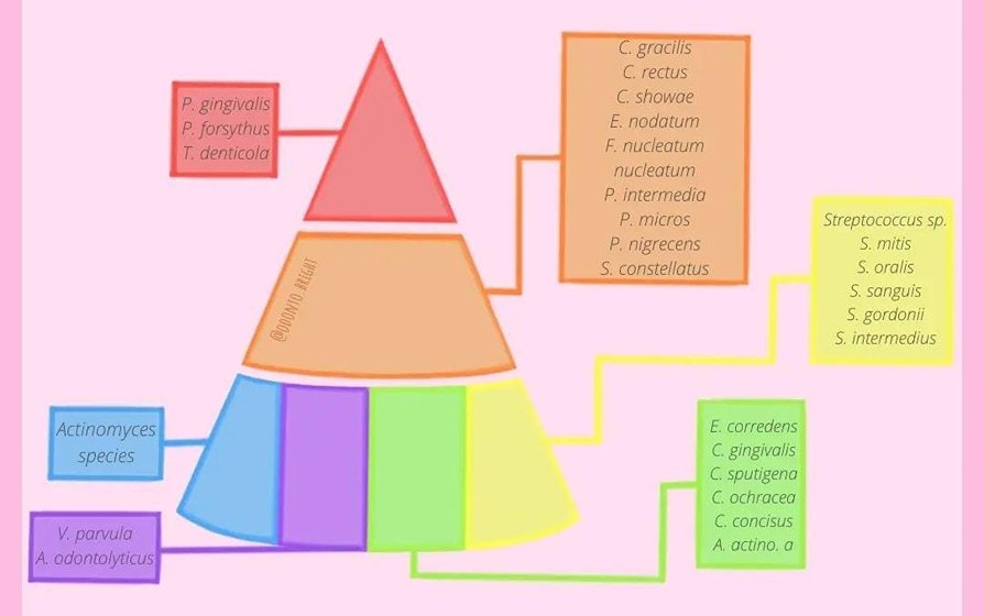•Amarillo son los colonizadores primarios de la placa dental ...