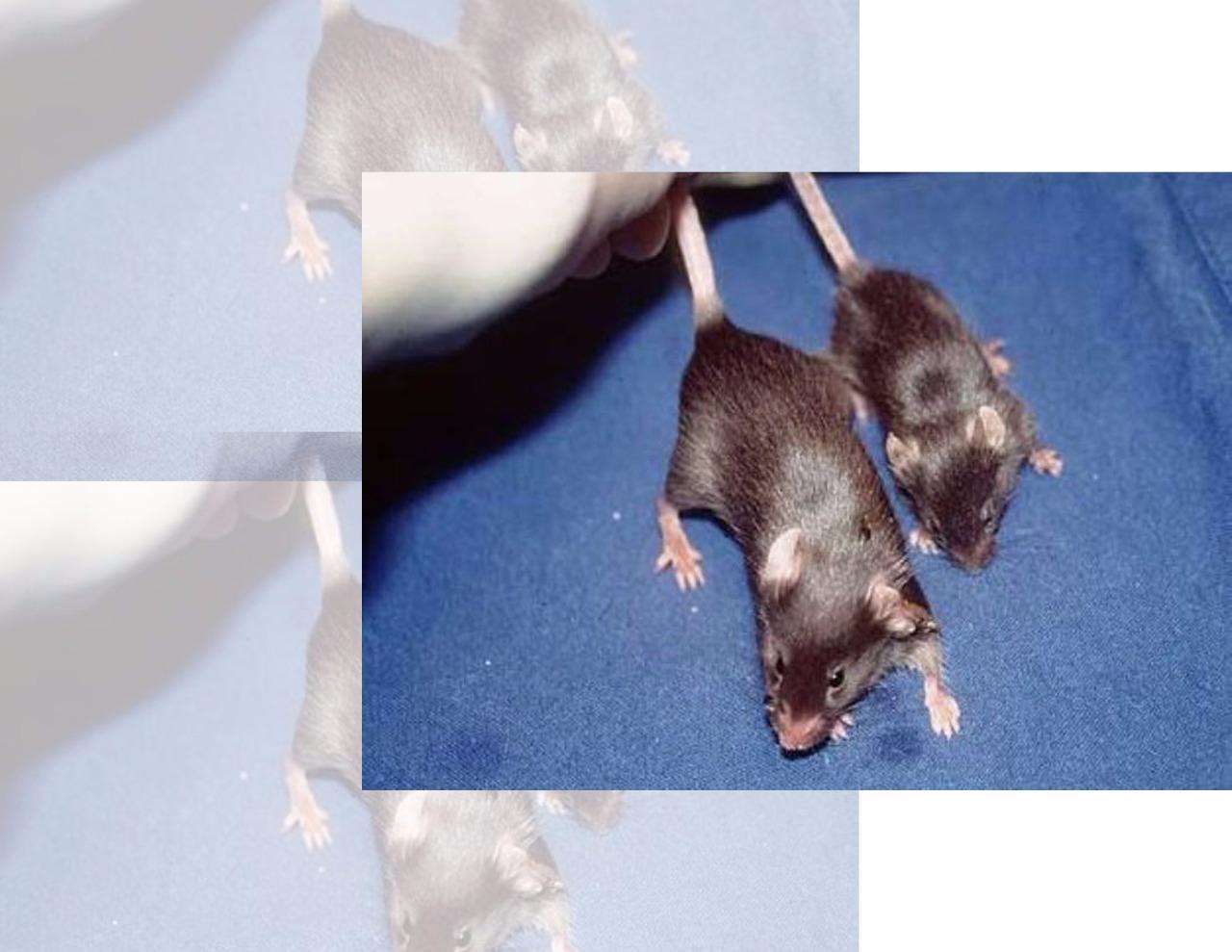 1982. Primer ratón transgénico "super ratón"