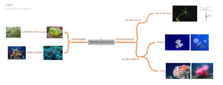Identificați reprezentanți pentru cele două grupe de animale și notați ...
