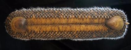 Halkieria were slug-shaped animals with shell caps at either end. The ...