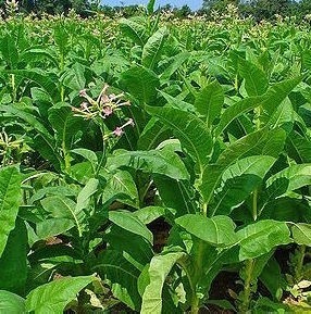In 1612, John Rolfe cultivated the first tobacco in Jamestown. Tobacco ...