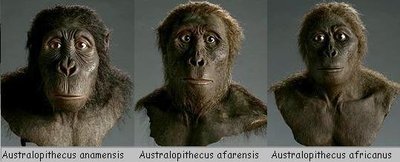 Australopithecus , 2 a 4 millones de años atrás.