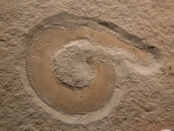 7. First fossil of a complete organism