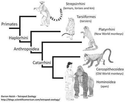 In recent years several new fossil anthropoids have been described that ...